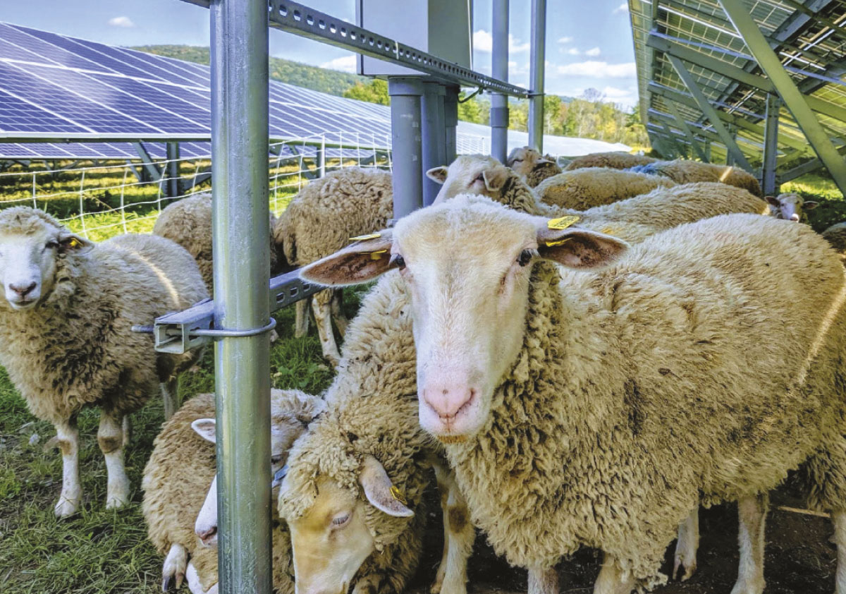 True Green Capital Management on solar’s social power